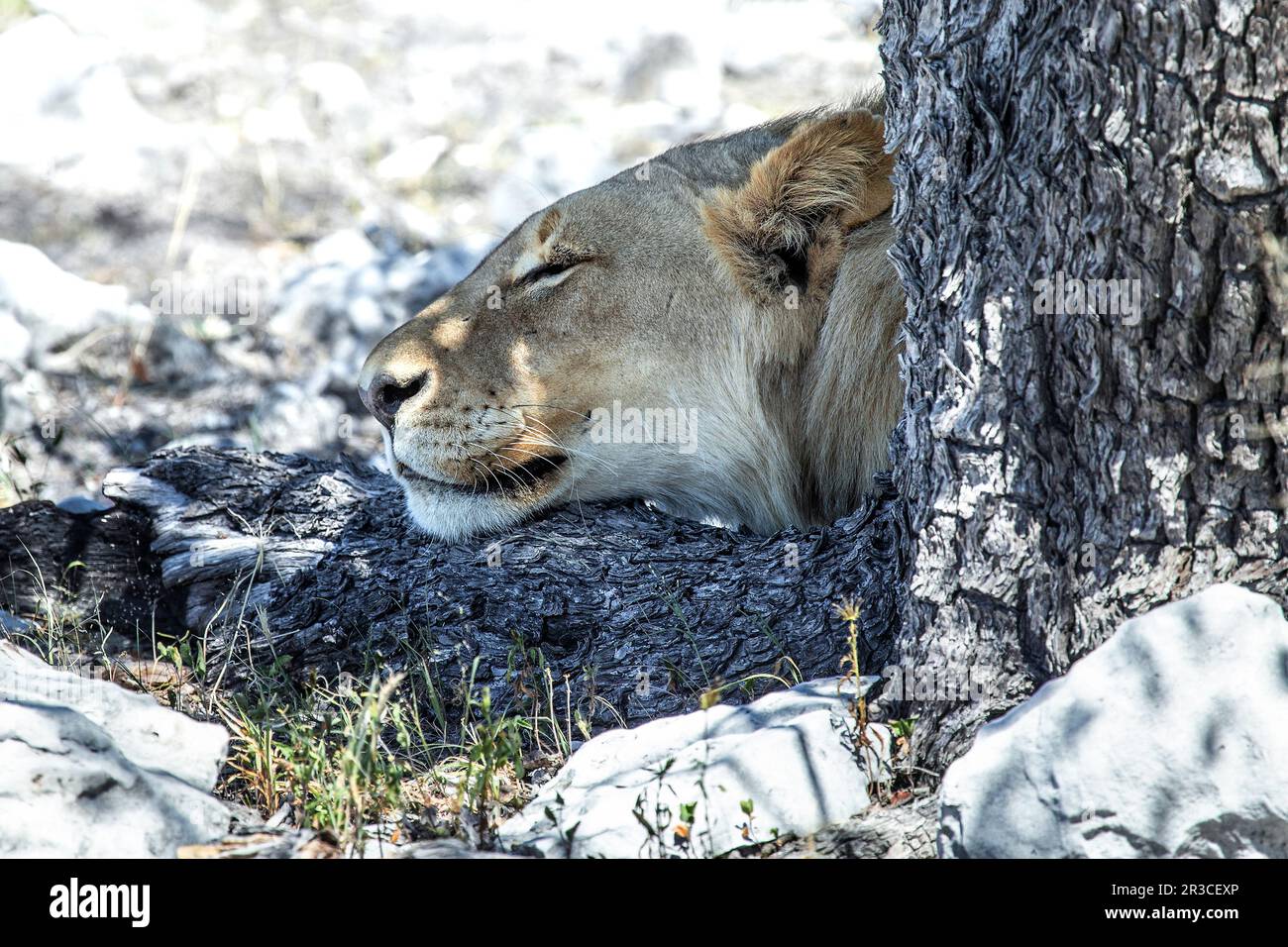 A blissful, sleeping male lion with his head resting on a large tree ...