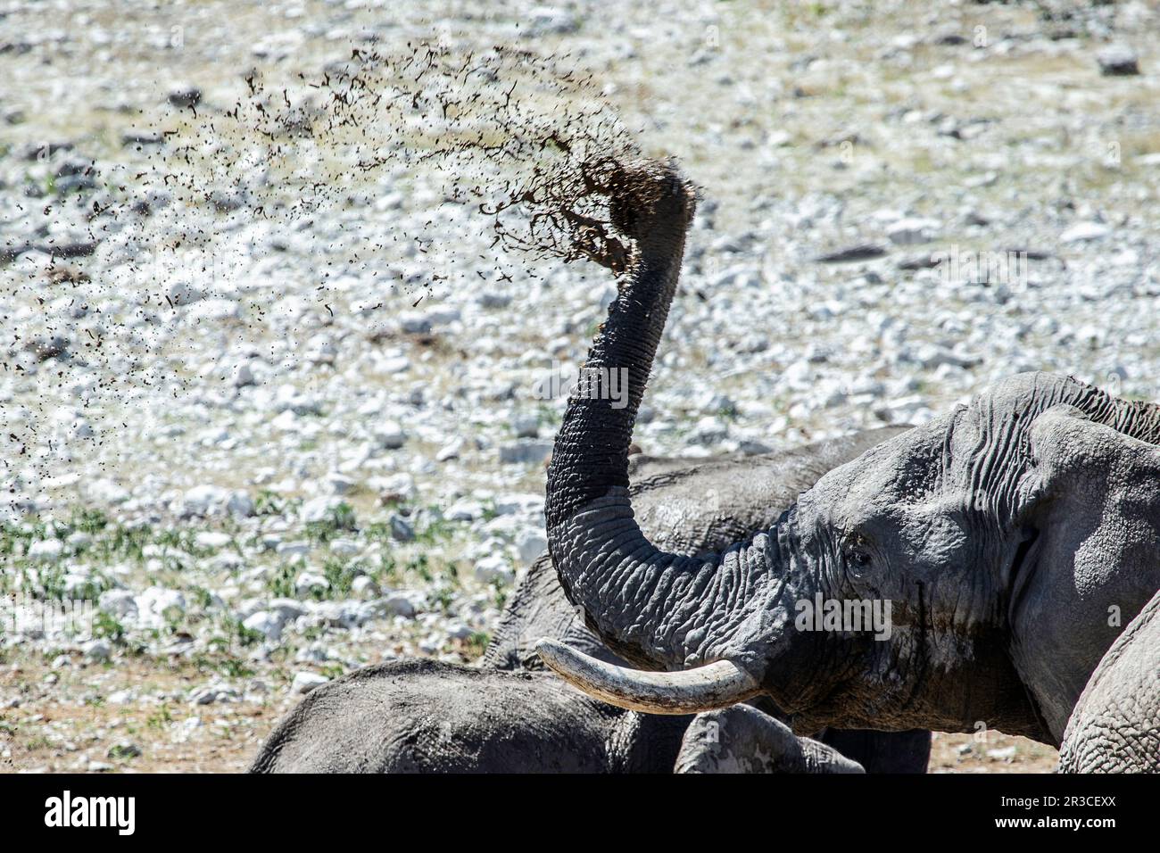 Elephant spraying mud from its trunk Stock Photo - Alamy
