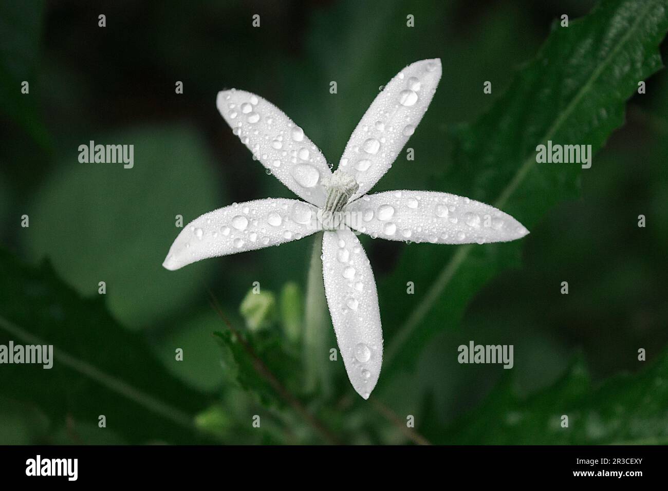White dew garden hi-res stock photography and images - Alamy