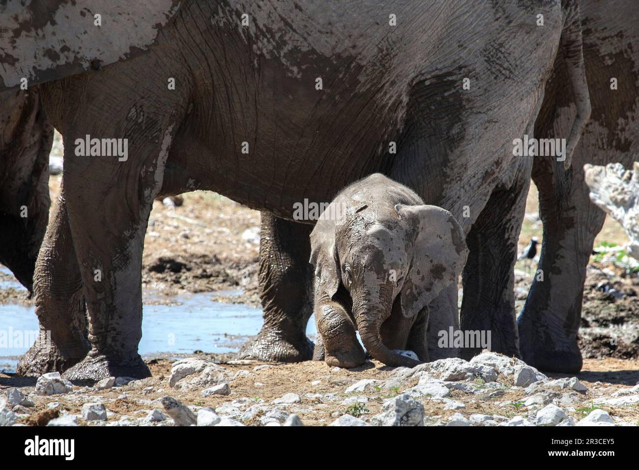A very tired, young elephant struggling to stand after trying to drink ...