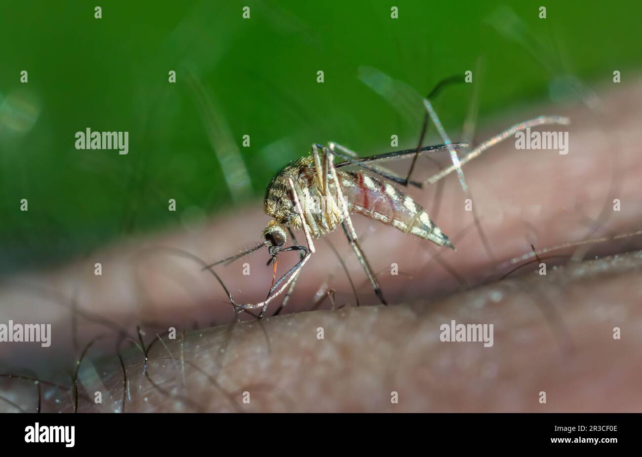 A mosquito landed on a man's skin, bit and drinks human blood, close-up ...