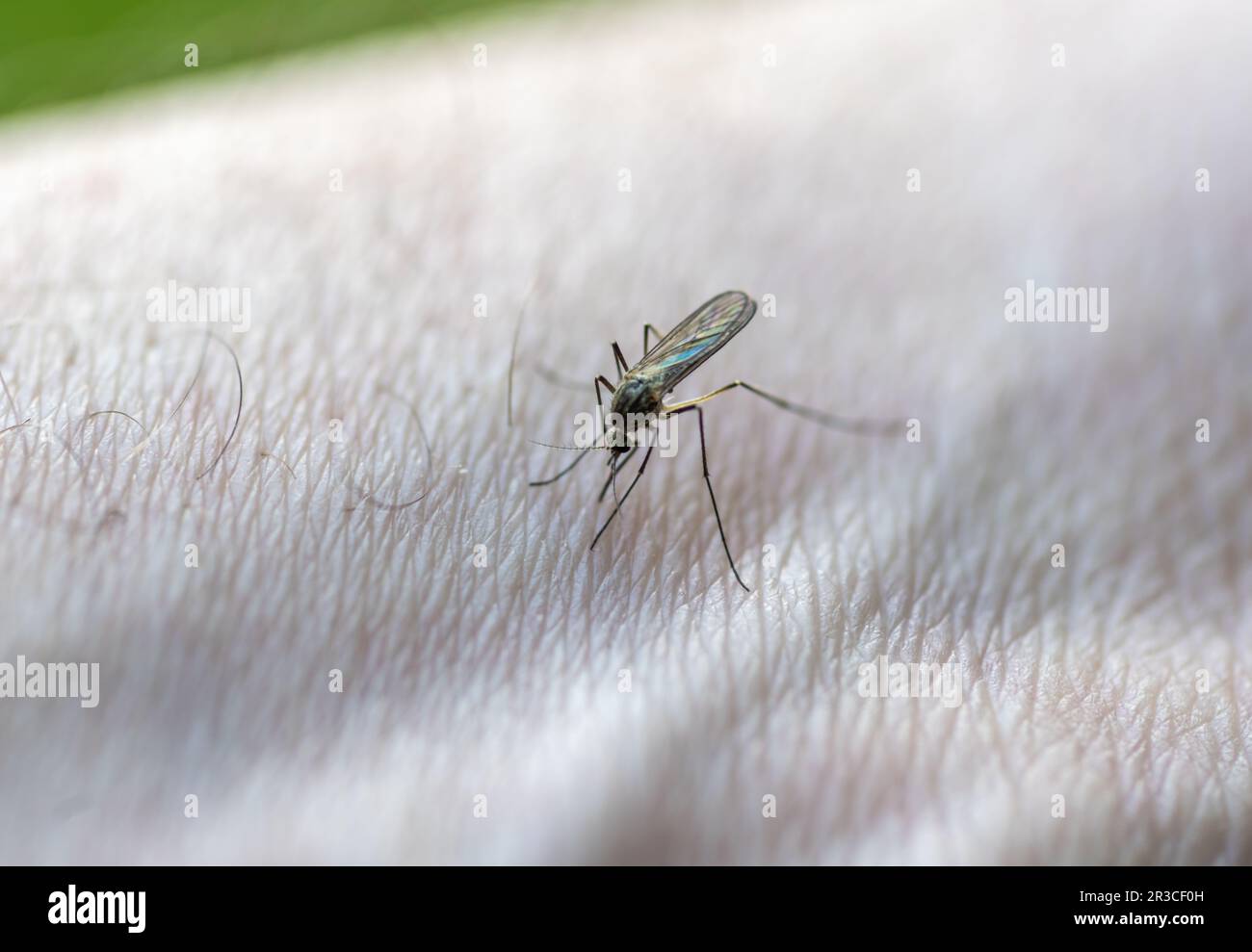 Nature hand hand close up color summer insects hi-res stock photography ...