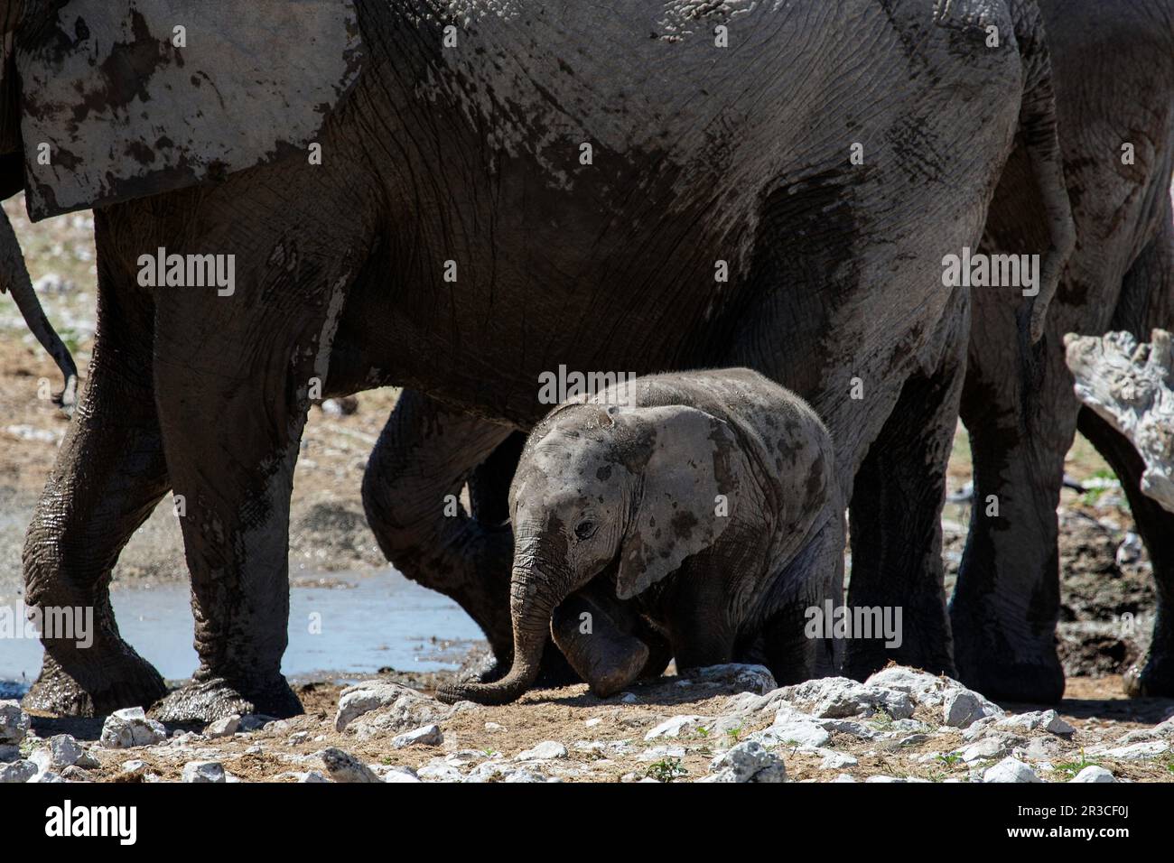 A very tired, young elephant struggling to stand after trying to drink ...