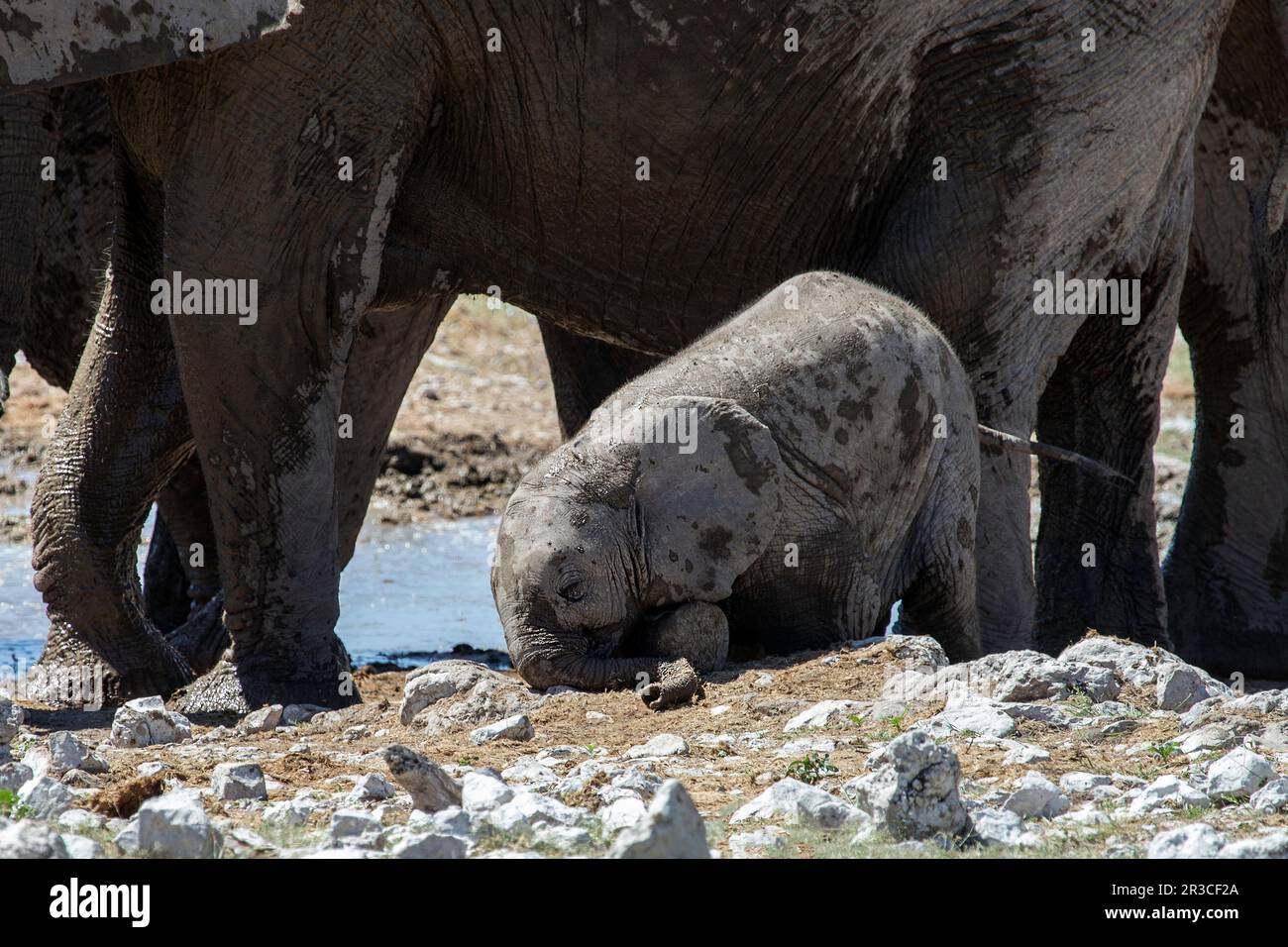 A very tired, young elephant struggling to stand after trying to drink ...