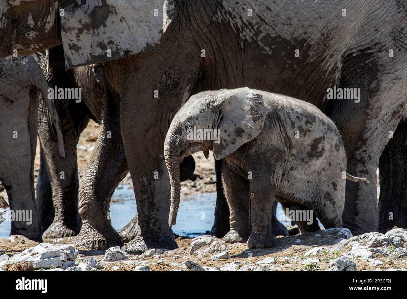 A very tired, young elephant struggling to stand after trying to drink ...