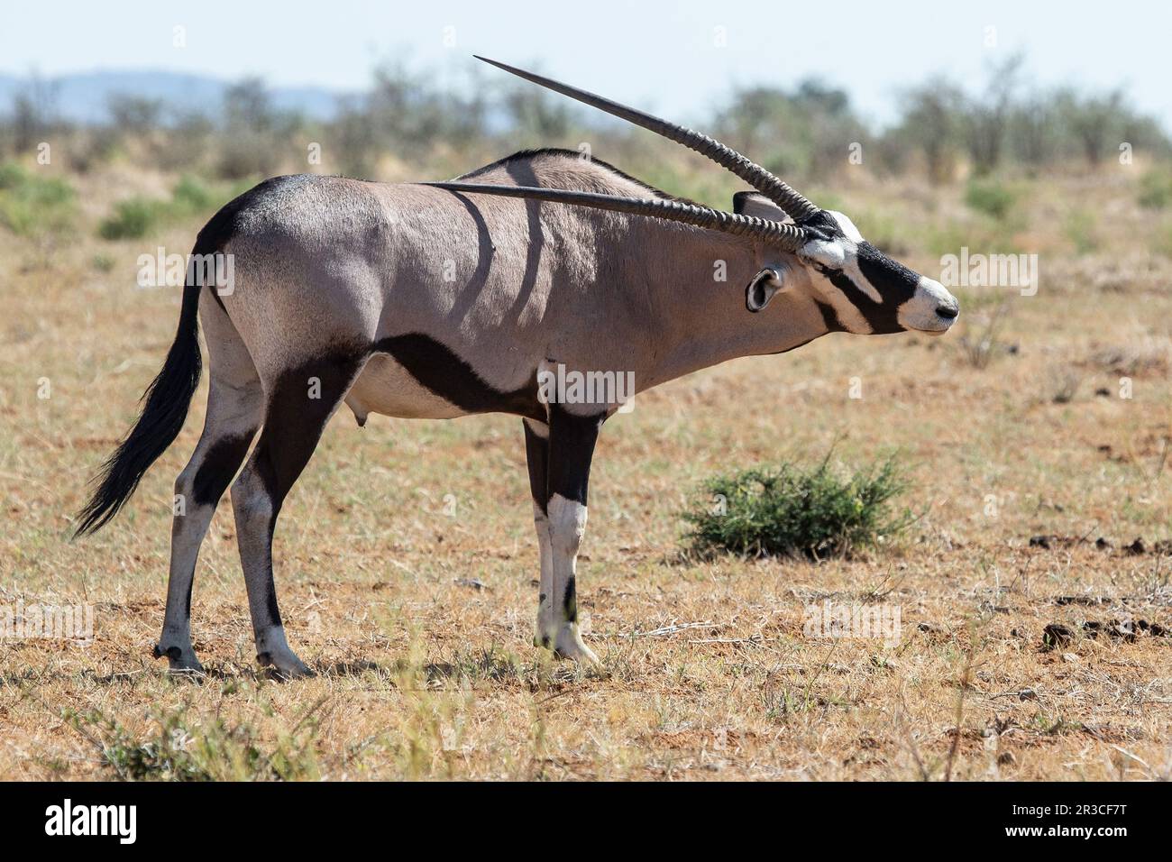Scratching using horn hi-res stock photography and images - Alamy