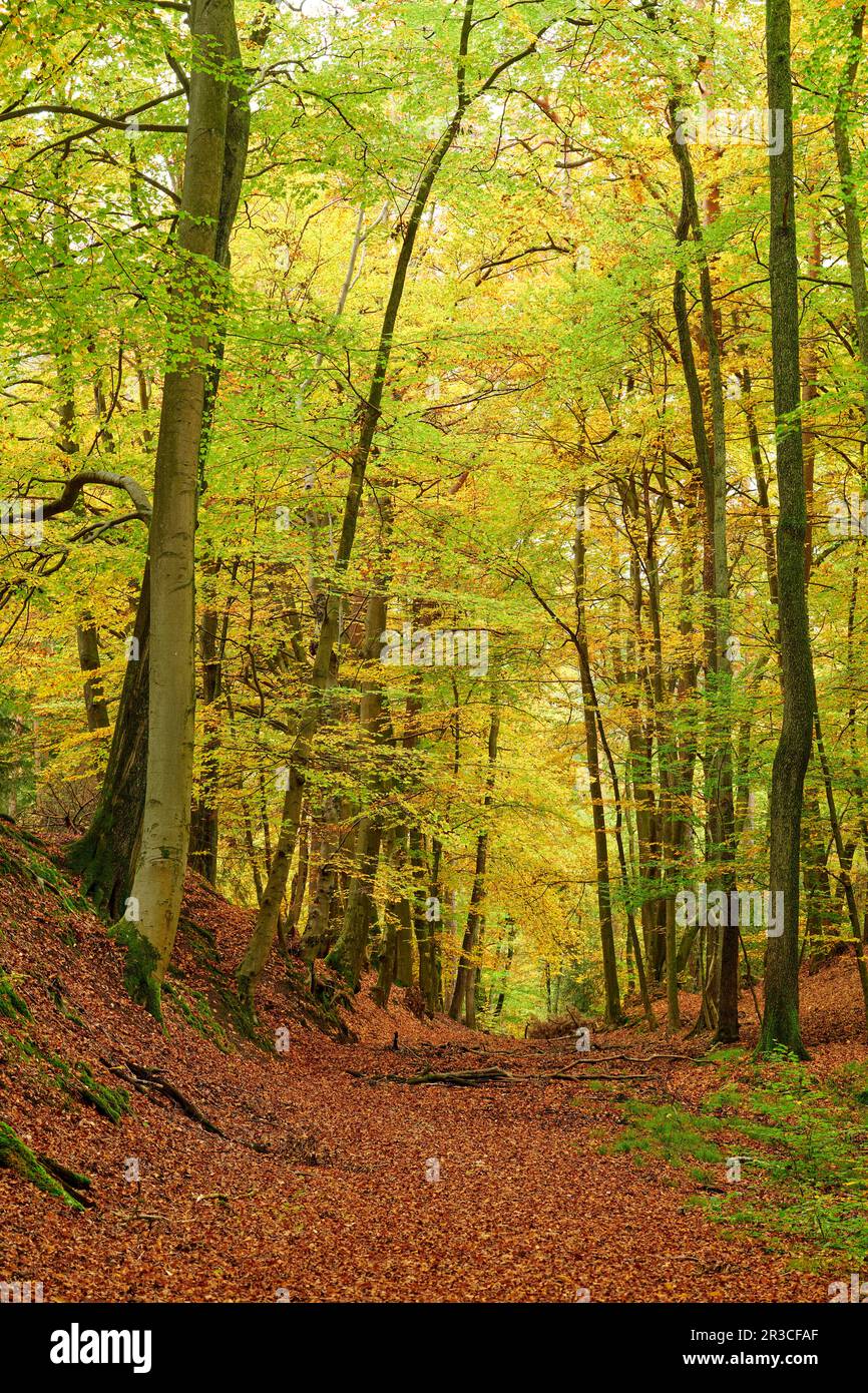 German creek hi-res stock photography and images - Alamy