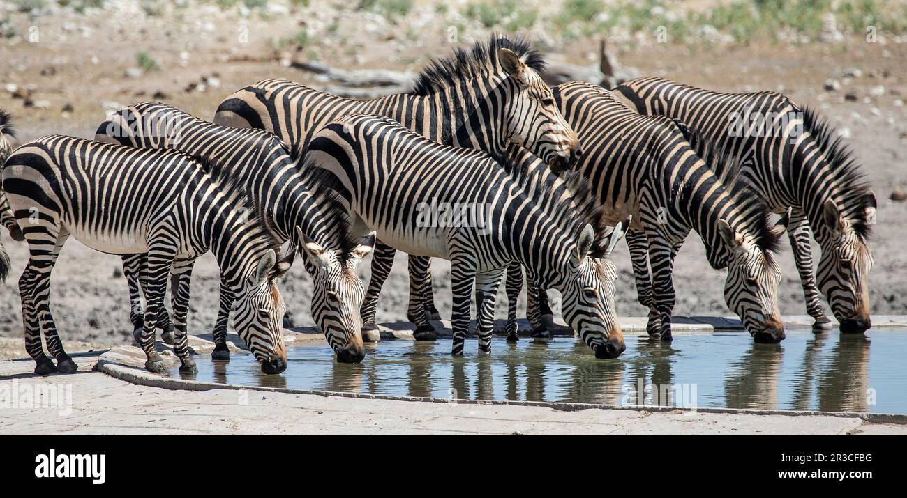 Hartmanns mountain zebra hi-res stock photography and images - Alamy