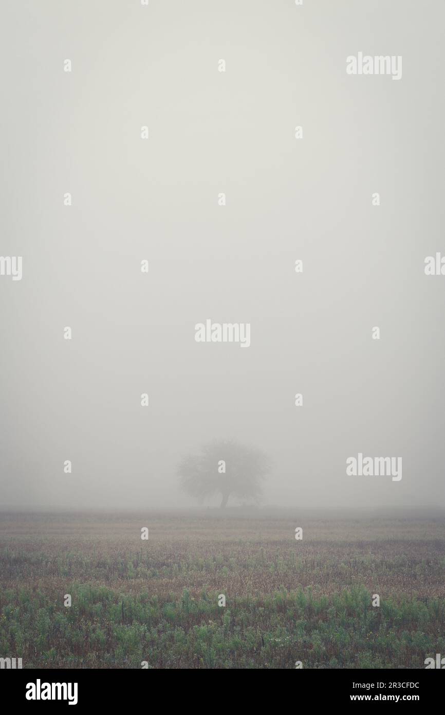 Fog no one landscape landscape nature hi-res stock photography and ...