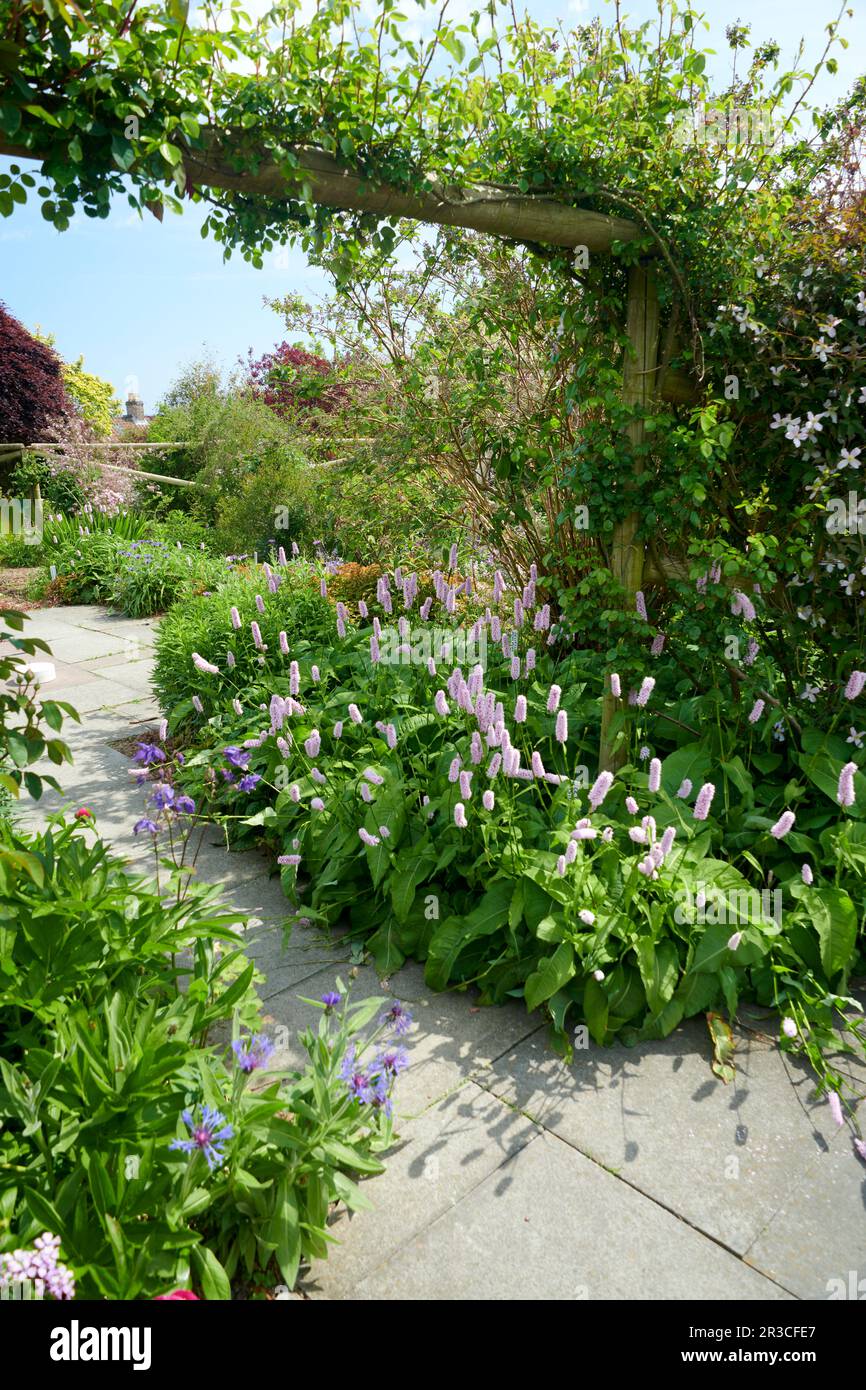 Flower border in an English Elizabethan walled garden Stock Photo - Alamy