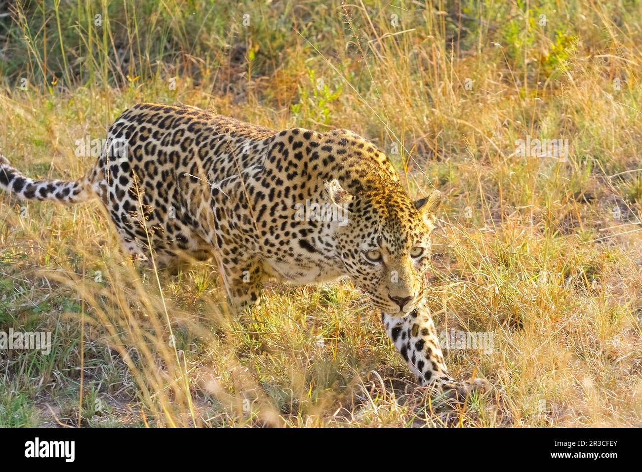 Close up of an African Leopard Stock Photo - Alamy
