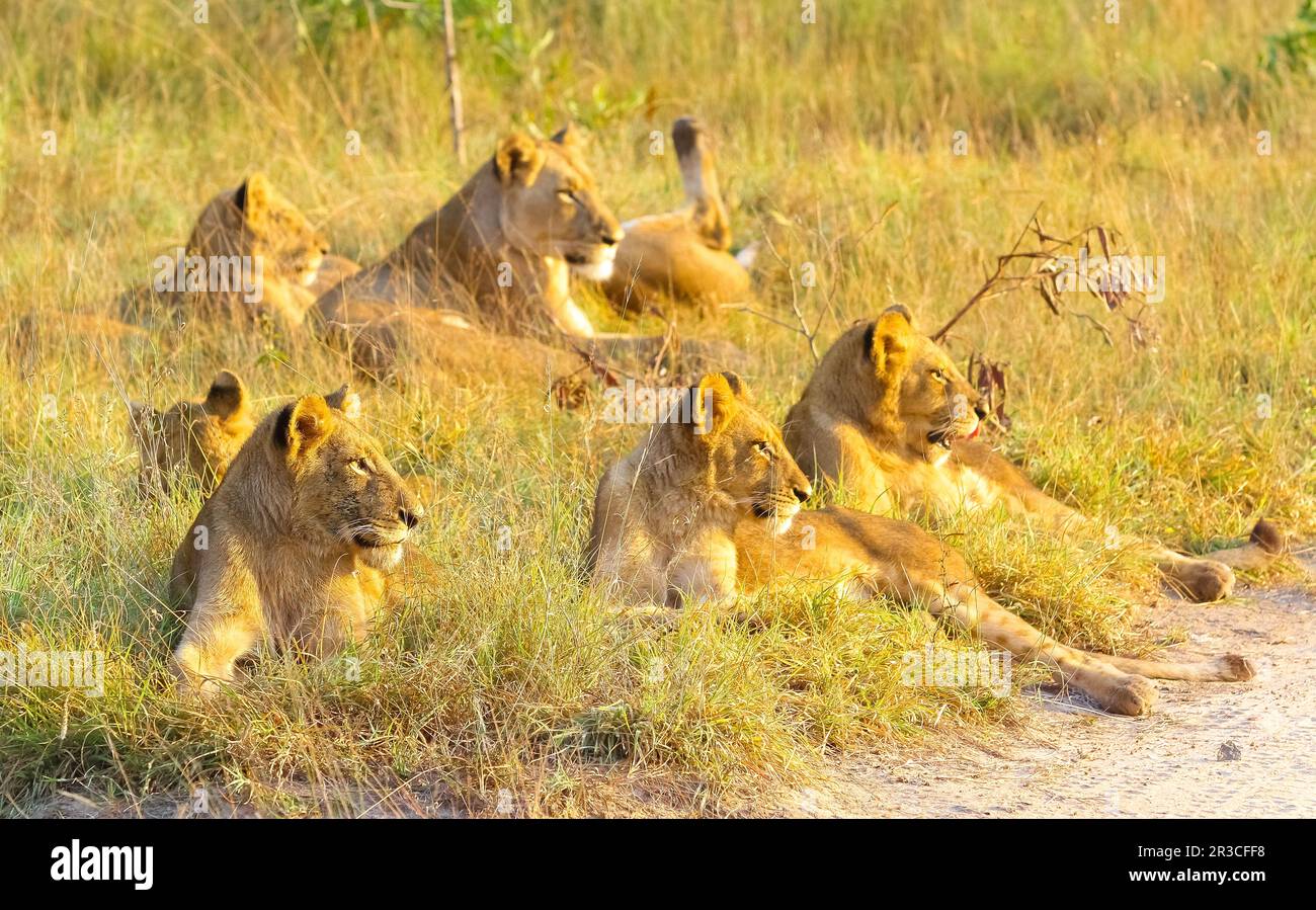 A pride of African Lions relaxing in the grass in a South African ...