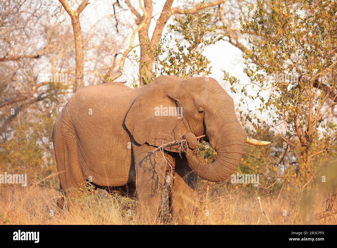 African Elephants in South African game reserve Stock Photo - Alamy