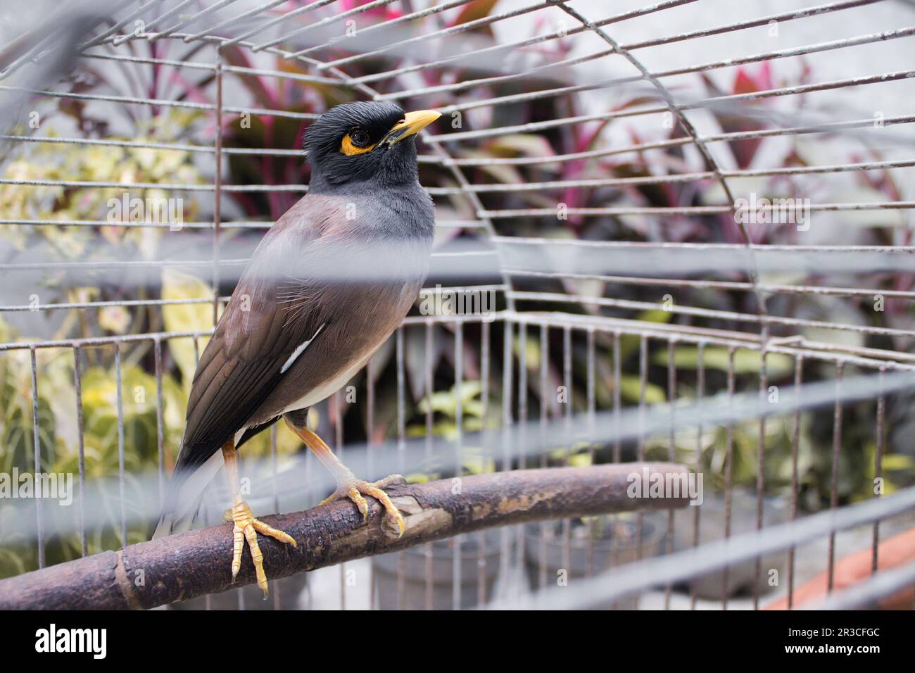 Nias hi-res stock photography and images - Alamy