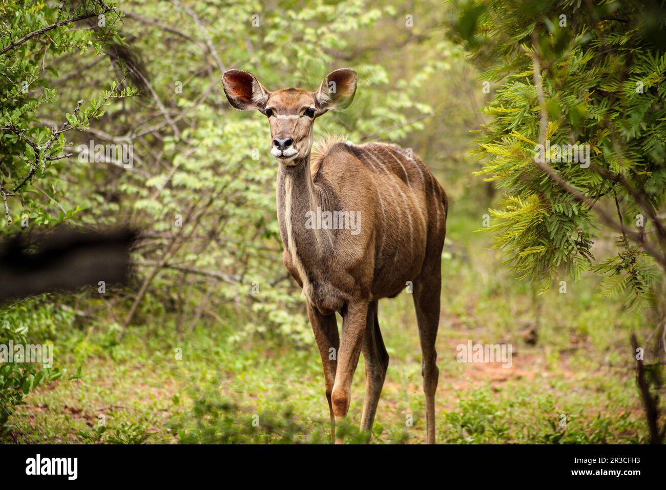 African Kudu Cow antelope in a South African wildlife reserve Stock ...