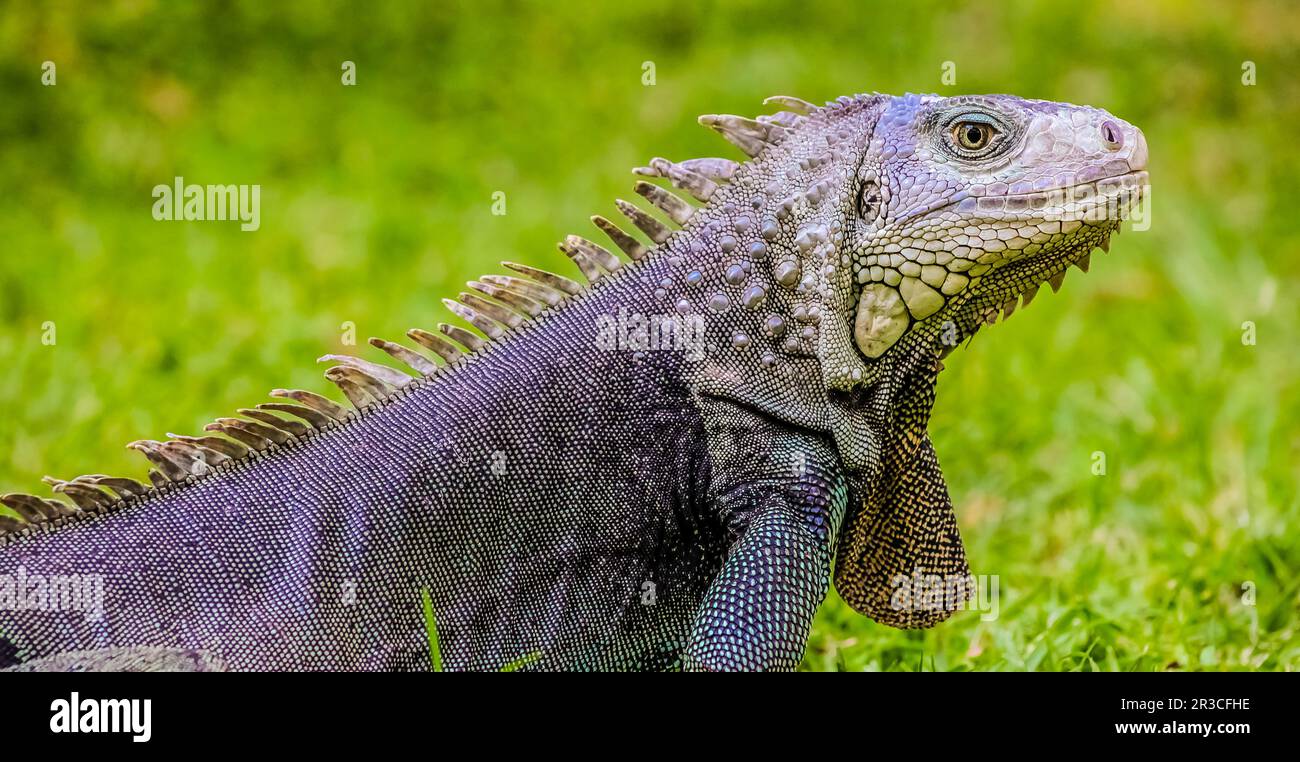 Close-up of a pet Iguana with a grey and blue color on a green grass ...