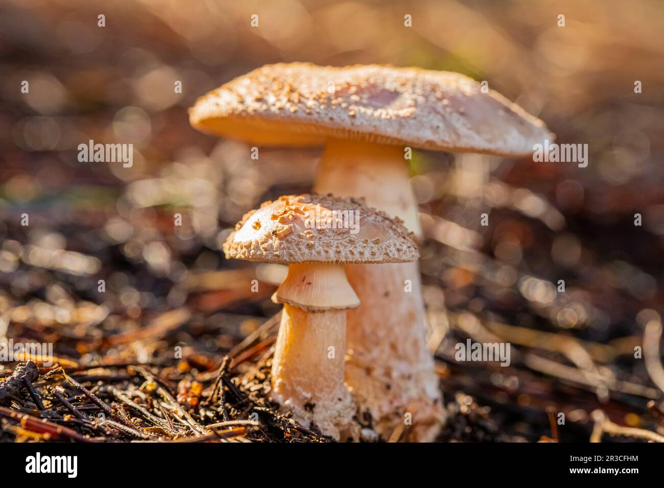 Close-up Mushrooms in a Pine Forest Plantation in Tokai Forest Cape Town Stock Photo - Alamy