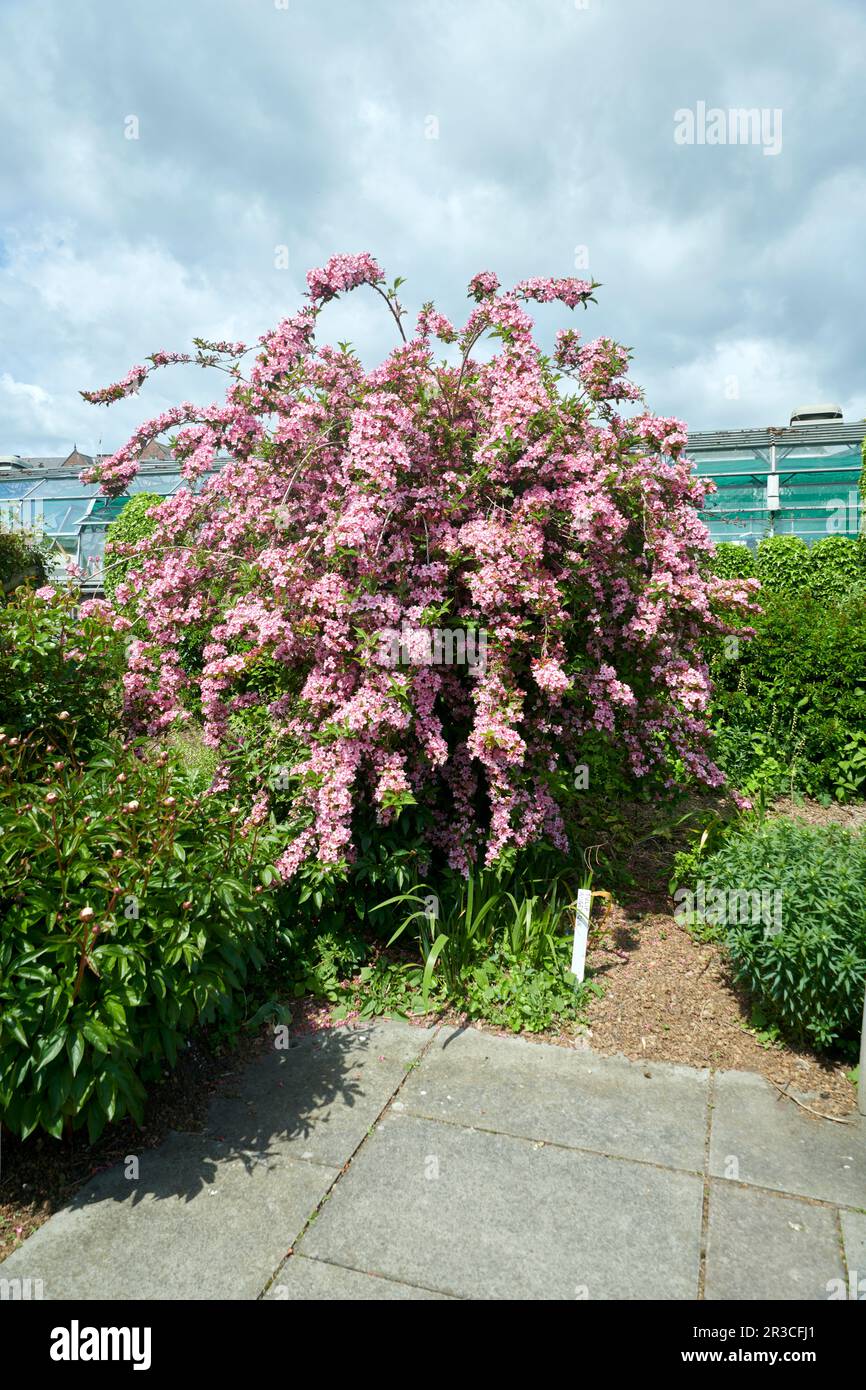 Old Fashioned weigela (Weigela florida Stock Photo - Alamy