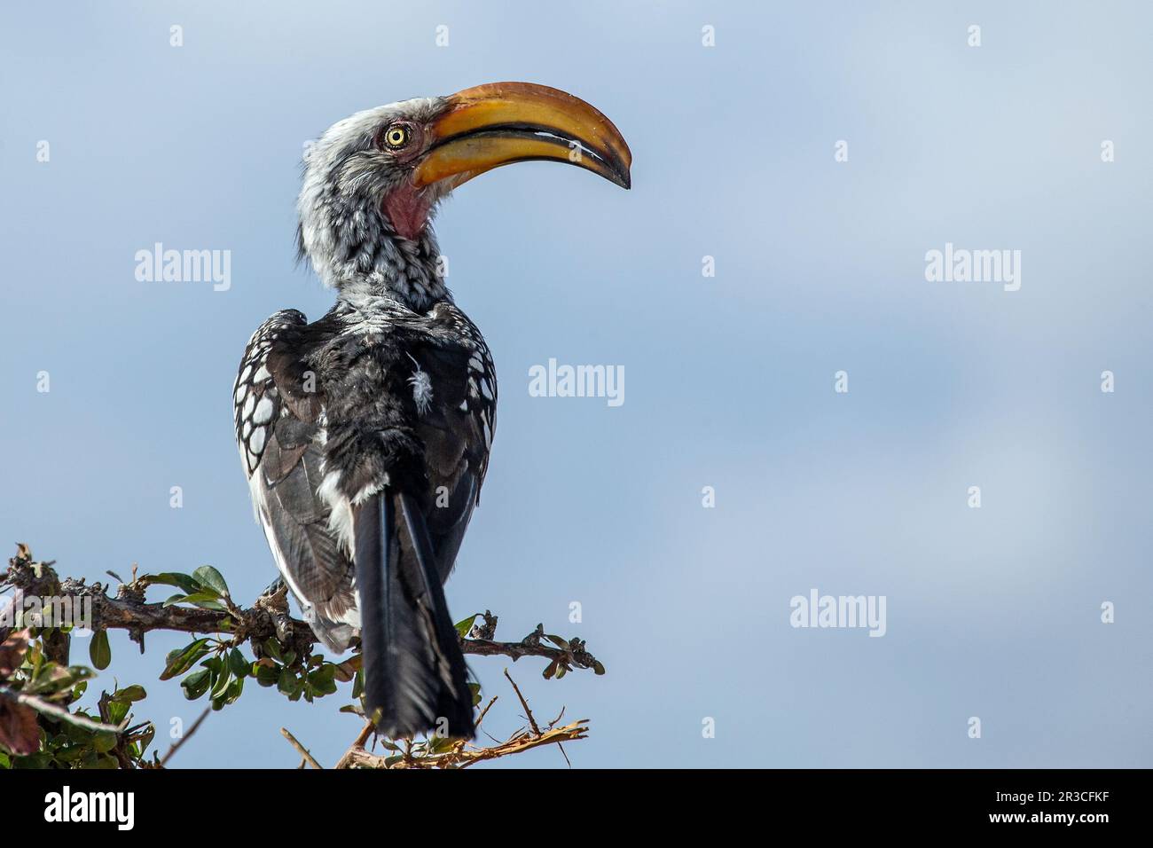 Flying banana hi-res stock photography and images - Alamy