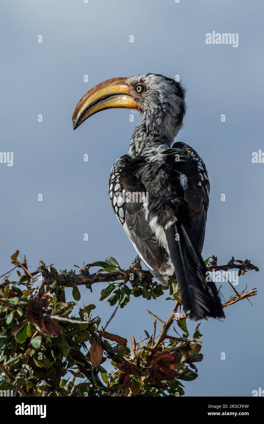 Flying banana hi-res stock photography and images - Alamy