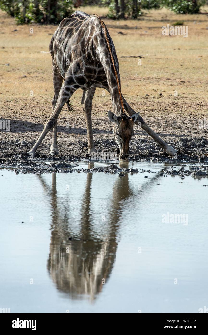 Bending her legs hi-res stock photography and images - Alamy
