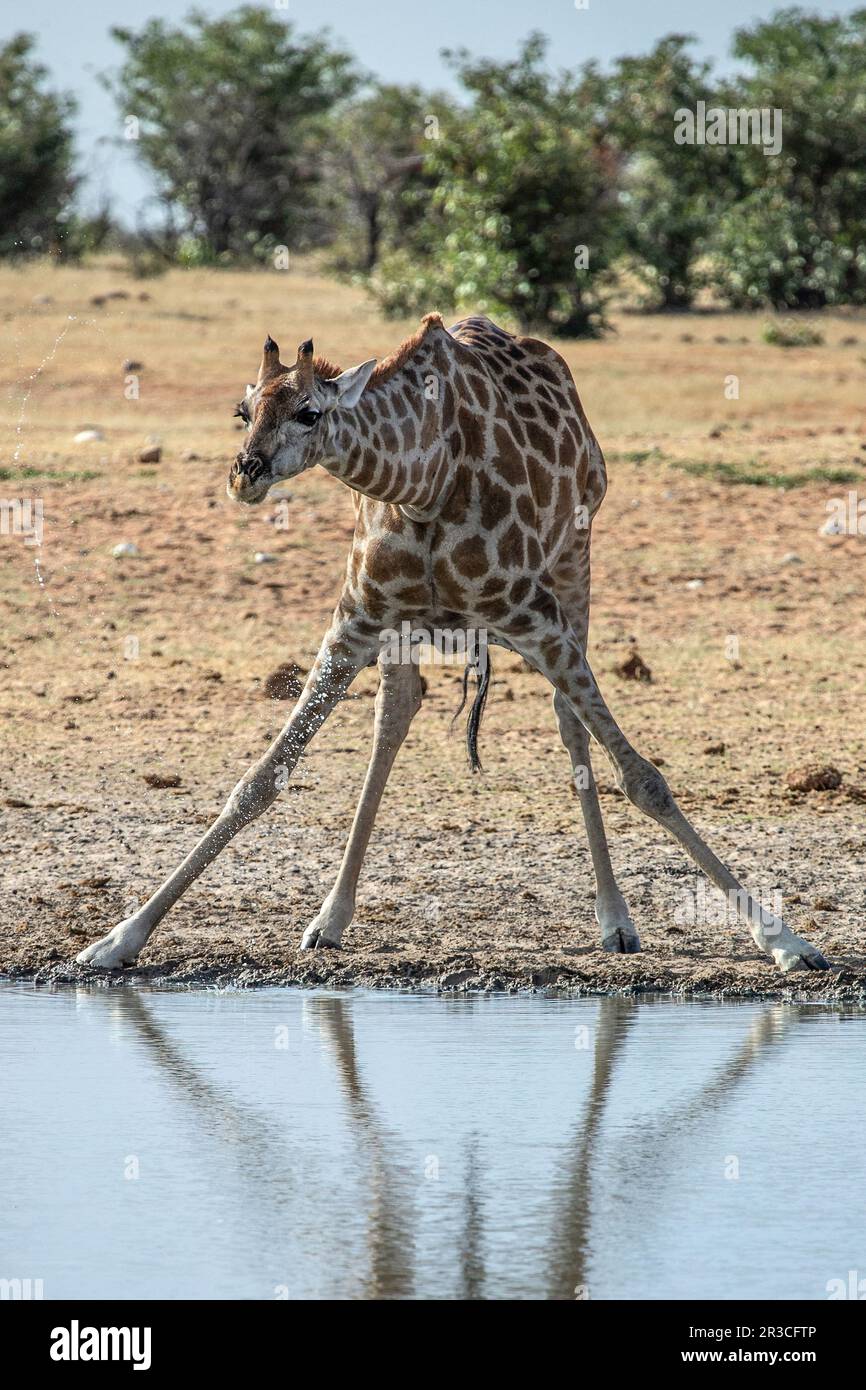 Splayed front legs hi-res stock photography and images - Alamy