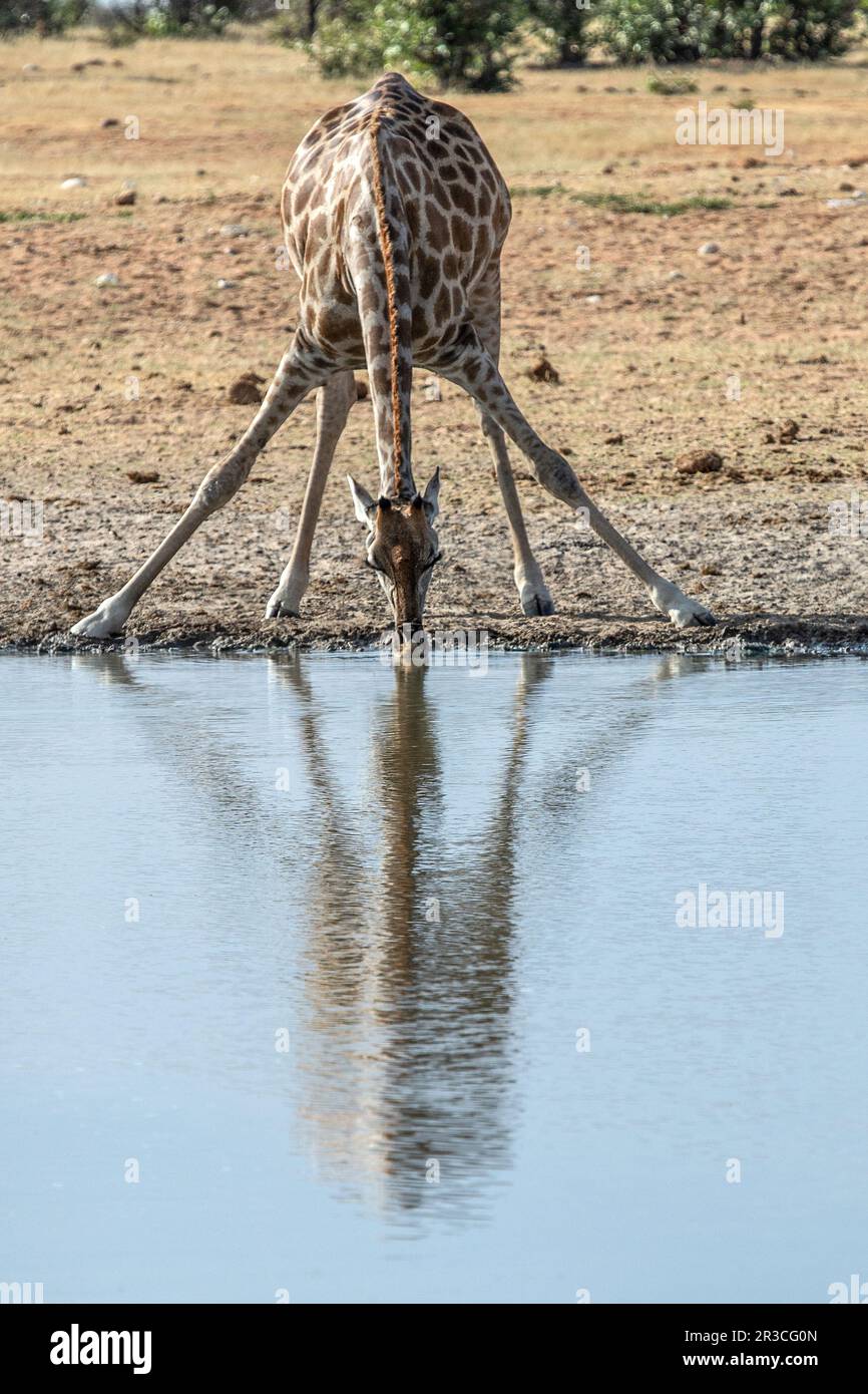 A giraffe with front legs splayed to drink at a waterhole Stock Photo ...