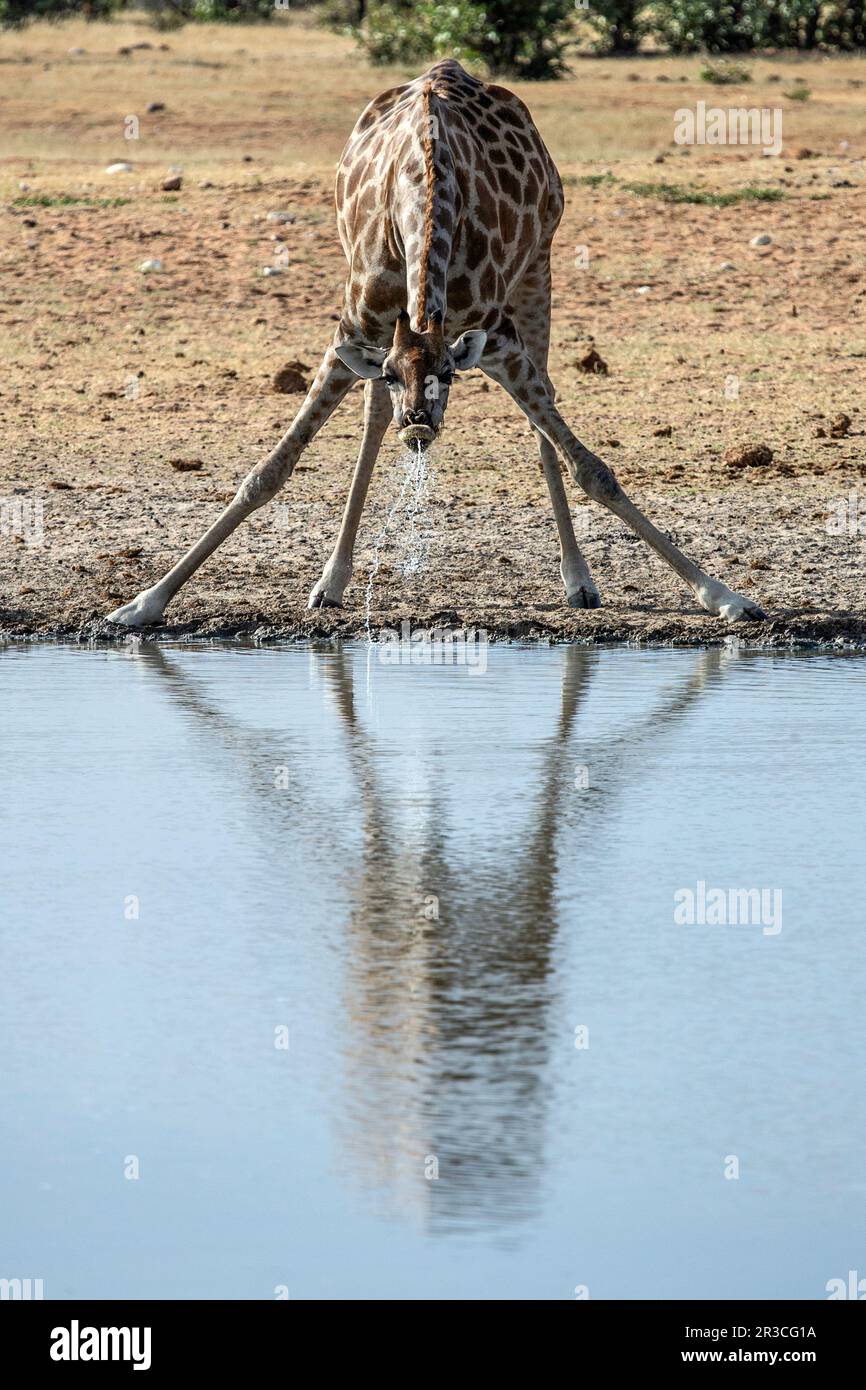 A giraffe with front legs splayed to drink at a waterhole Stock Photo ...