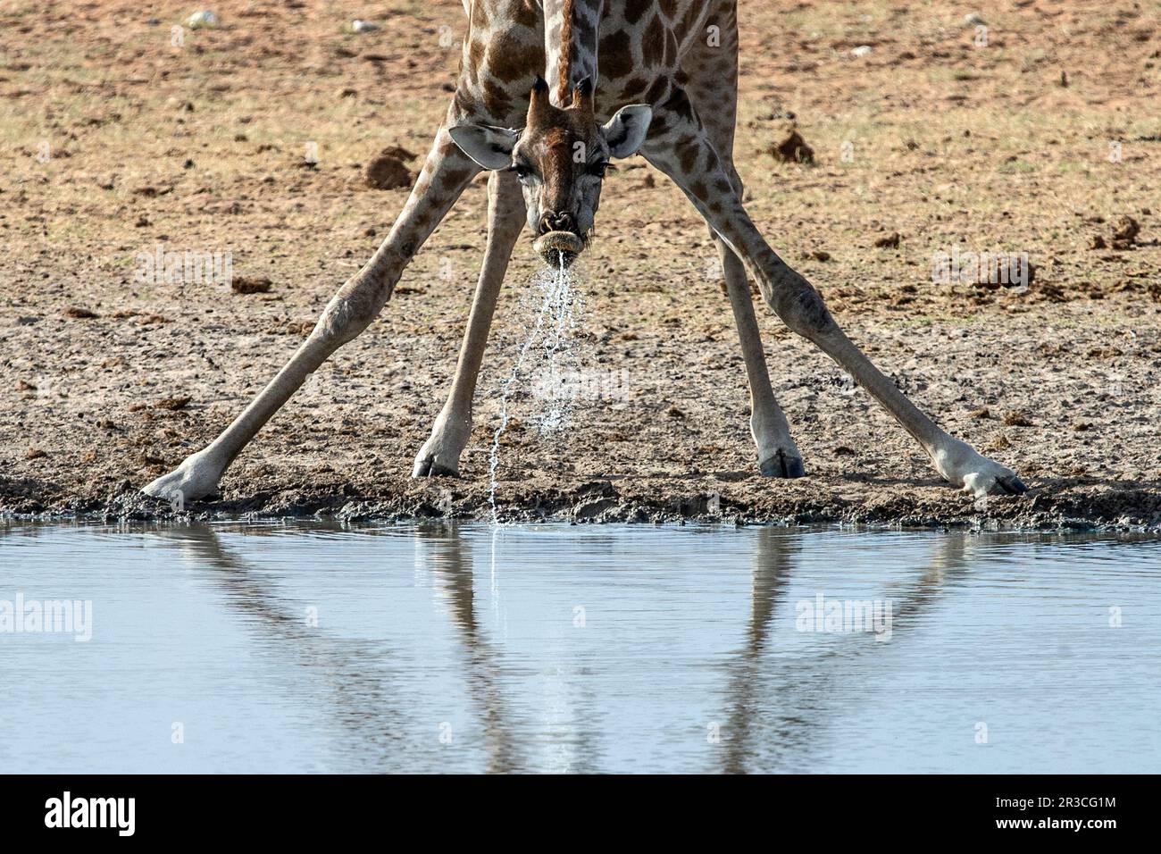 A giraffe with front legs splayed to drink at a waterhole Stock Photo ...