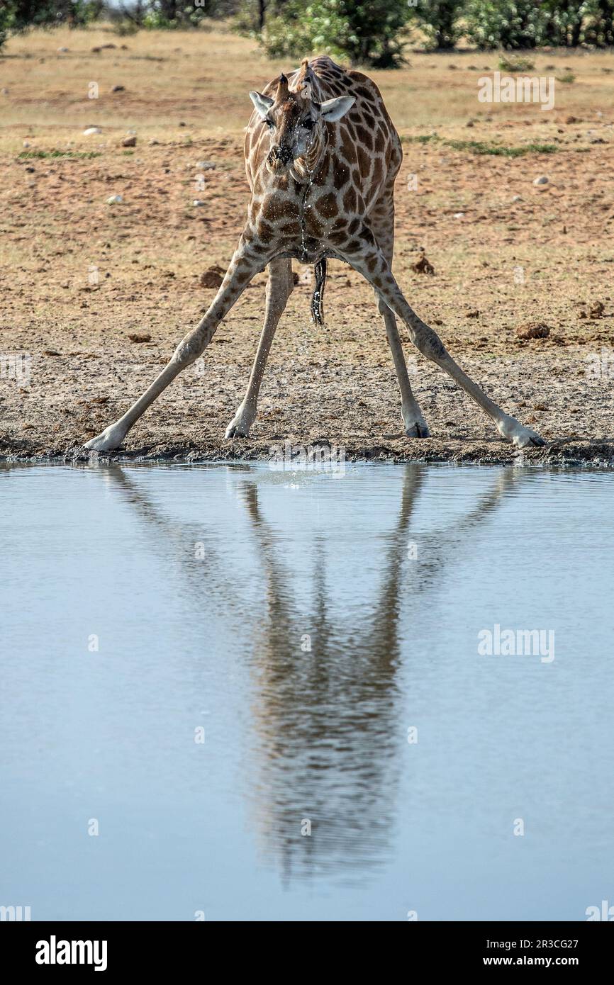 Splayed front legs hi-res stock photography and images - Alamy