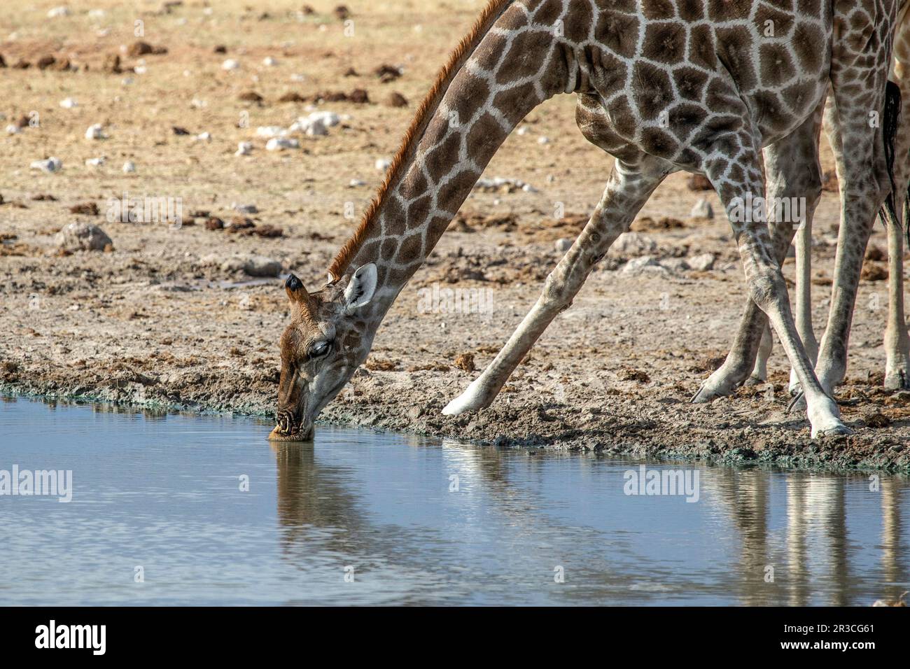 Bending long legs hi-res stock photography and images - Alamy