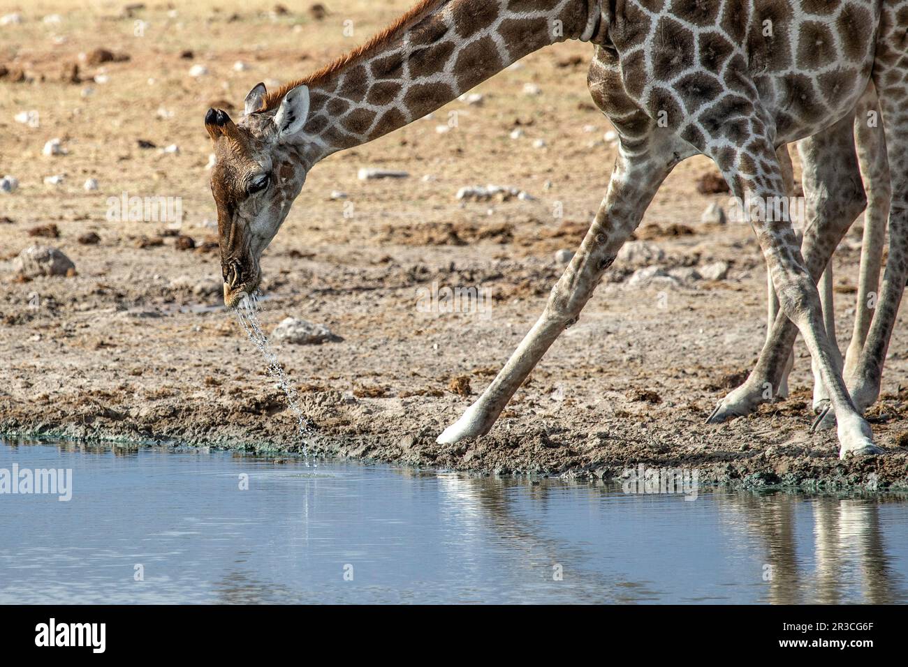 A giraffe with front legs splayed to drink at a waterhole Stock Photo ...
