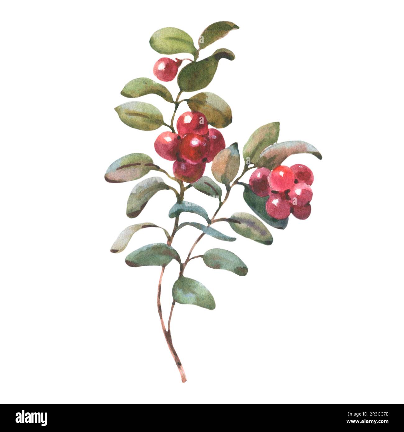 Watercolor illustration of Cranberry, isolated on white background. Red ...