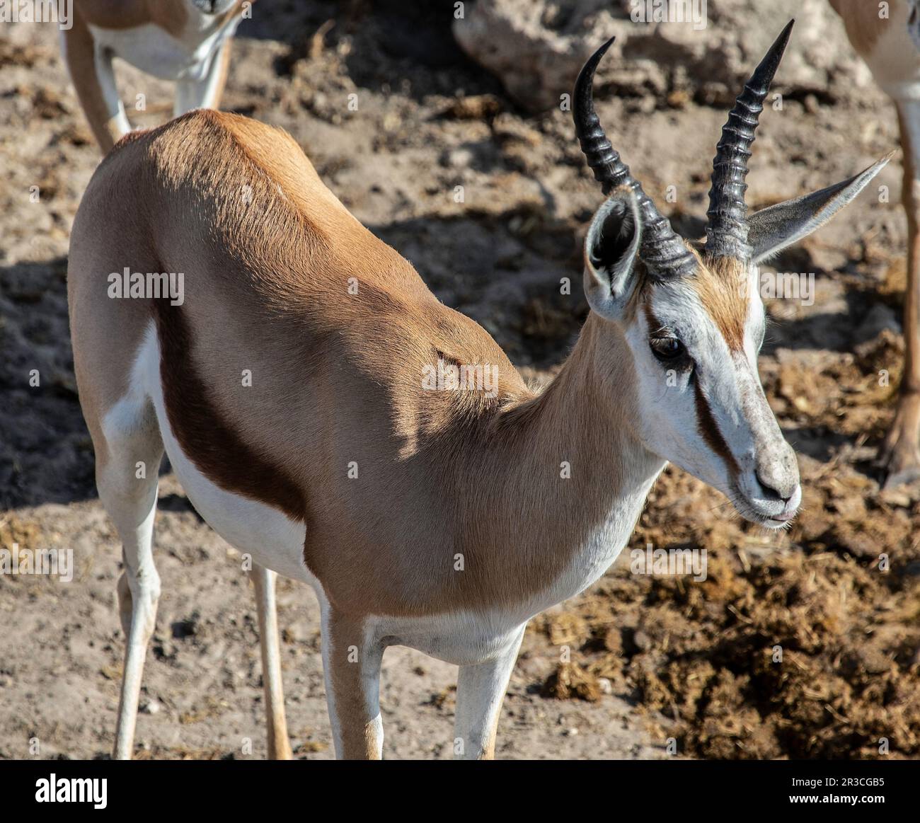 A view of springboks drinking at a waterhole from a hide above them ...