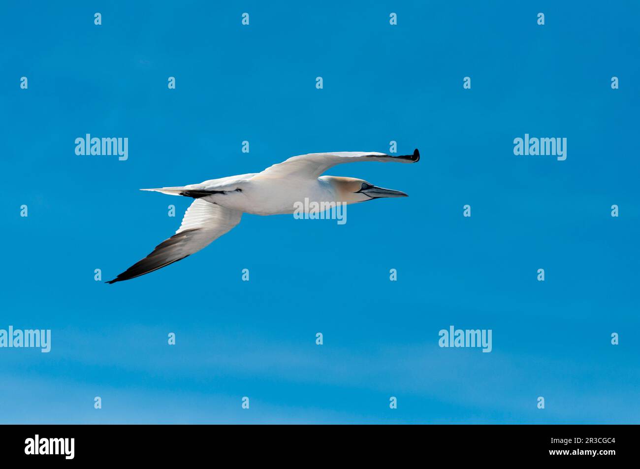 Gannet blue sky hi-res stock photography and images - Alamy