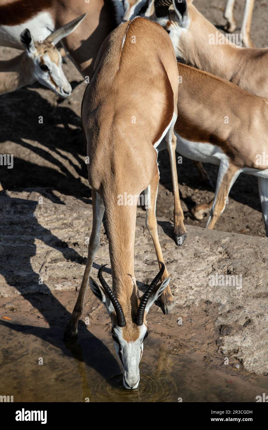 A view of a springbok drinking at a waterhole from a hide above them ...