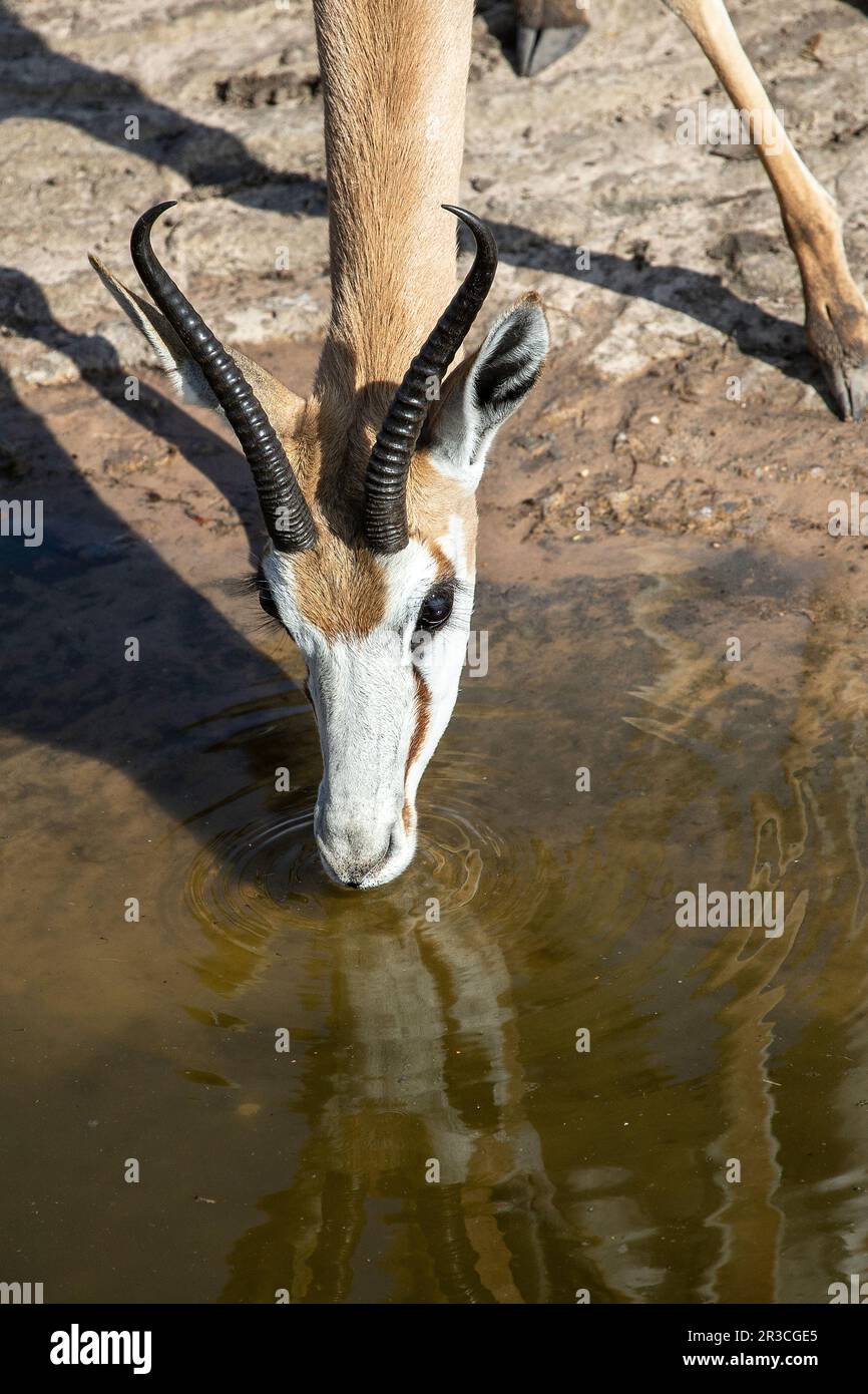 Springbok with horns hi-res stock photography and images - Alamy