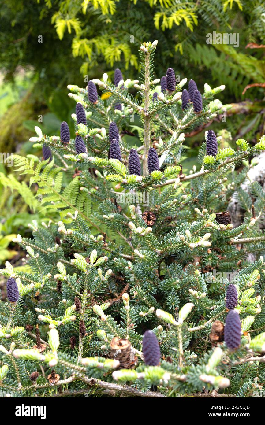 Abies koreana 'Blue Emperor' Stock Photo - Alamy
