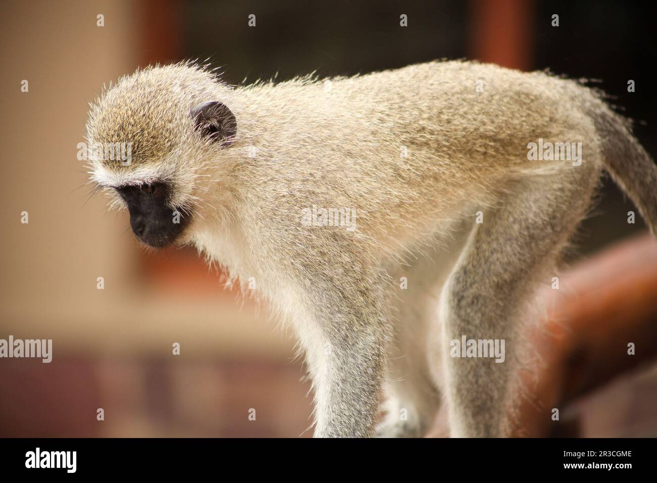 African Vervet Monkey in a South African wildlife reserve Stock Photo ...