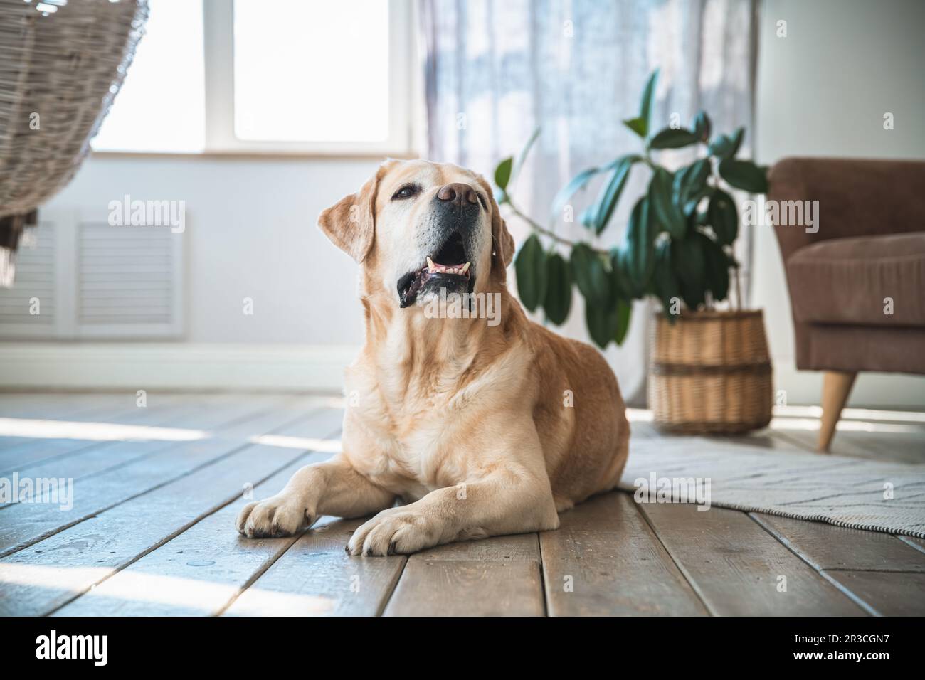 Labrador retriever dog lies on the floor at home. Scaleup portrait of ...