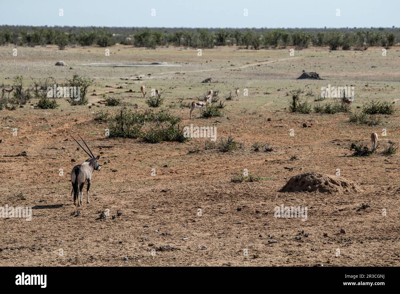 Lone oryx heading back towards the bush with springbok in the distance ...