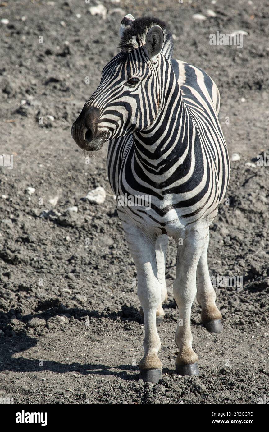 Zebra Front View