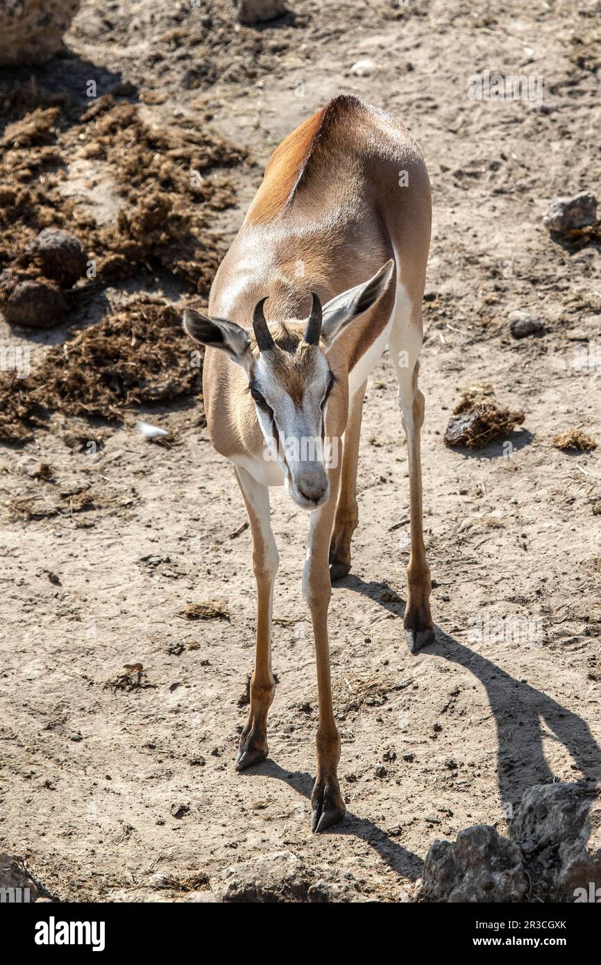 A view of a young springbok a raised hide, showing the small horns and ...