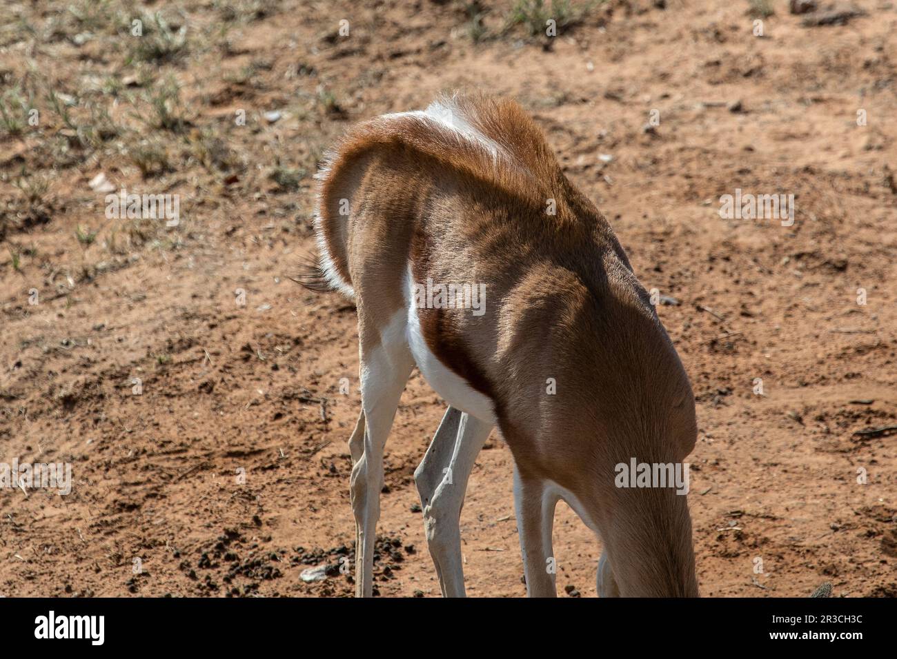 The marsupial crest of the springbok as seen from above Stock Photo - Alamy