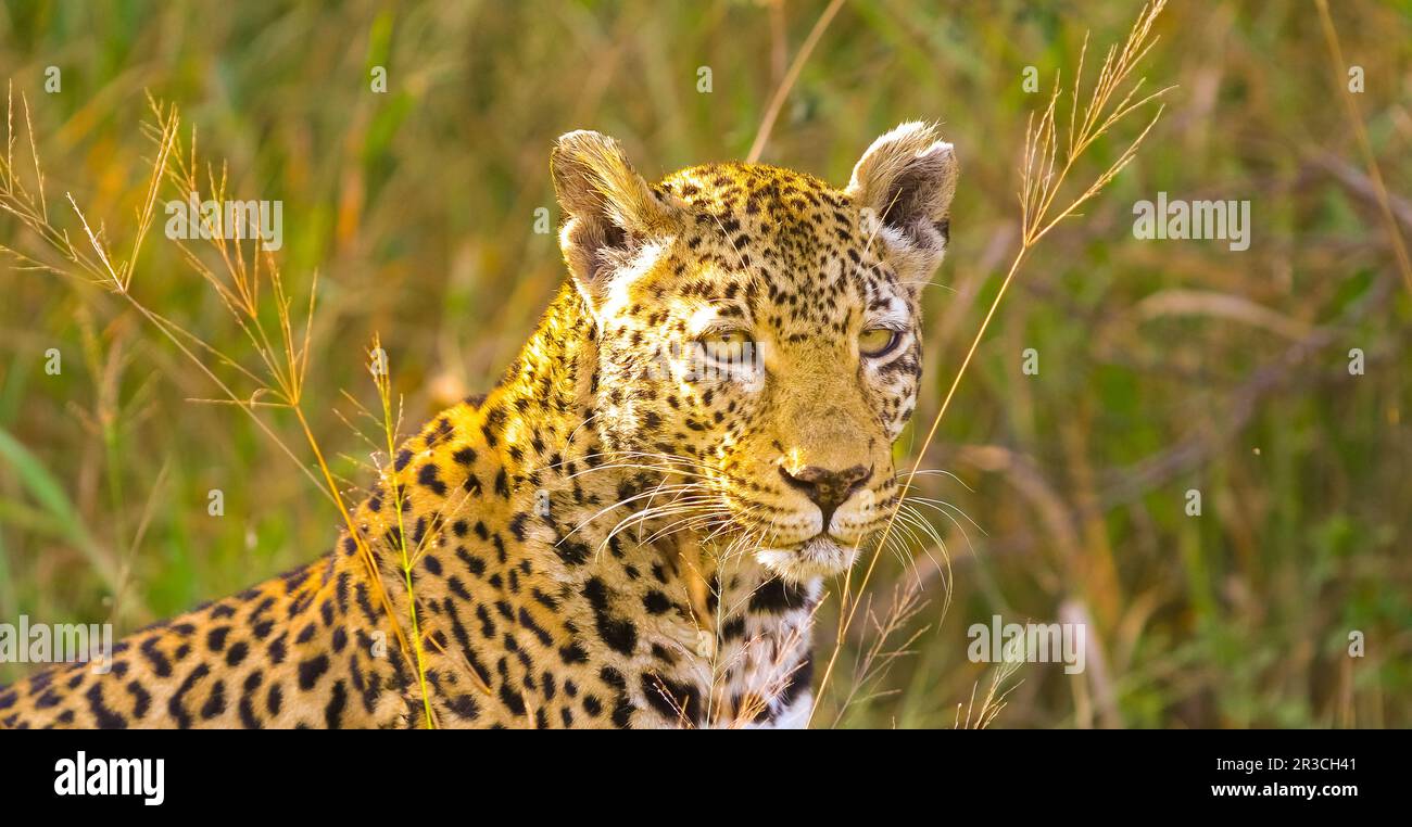 African predator conservation hi-res stock photography and images - Alamy
