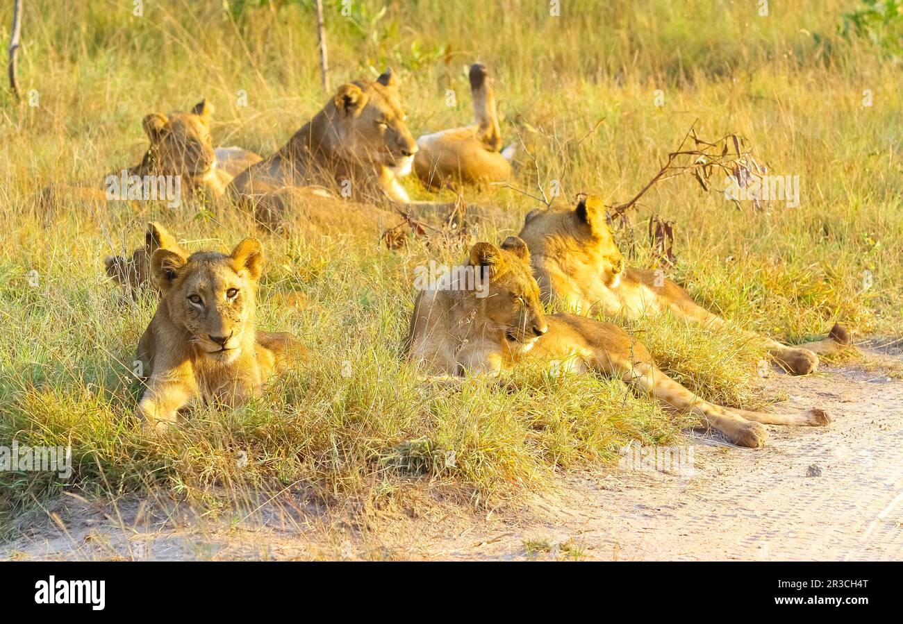 A pride of African Lions relaxing in the grass in a South African ...
