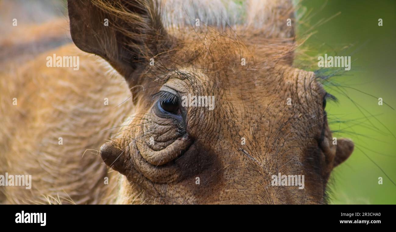 Warthog african wild pig hi-res stock photography and images - Alamy