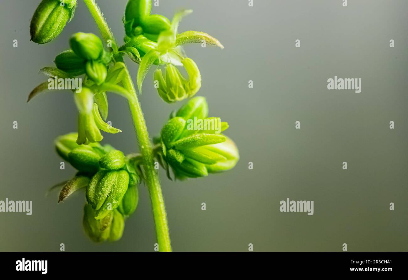 Close up Male Cannabis plant showing pollen sacks Stock Photo - Alamy