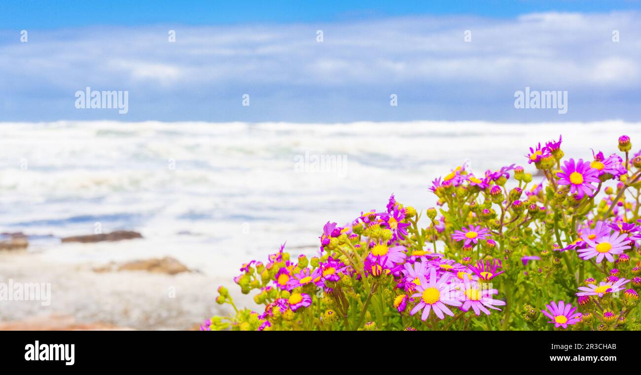 Pink coastal flowers on a beach in Cape Town Stock Photo - Alamy