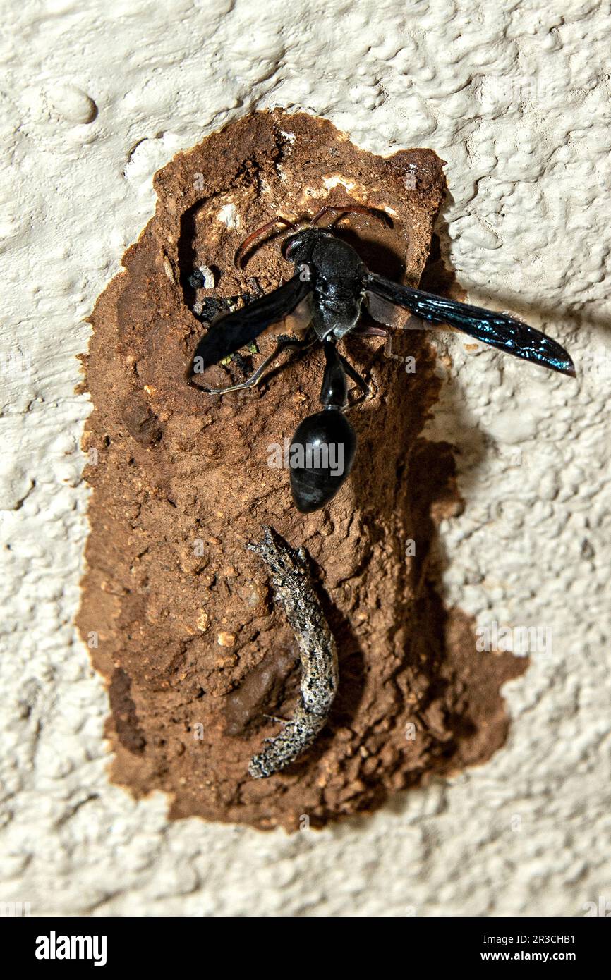 Spiders Inside Wasp Nest Thread Waisted Wasp | Parasitic, Solitary,